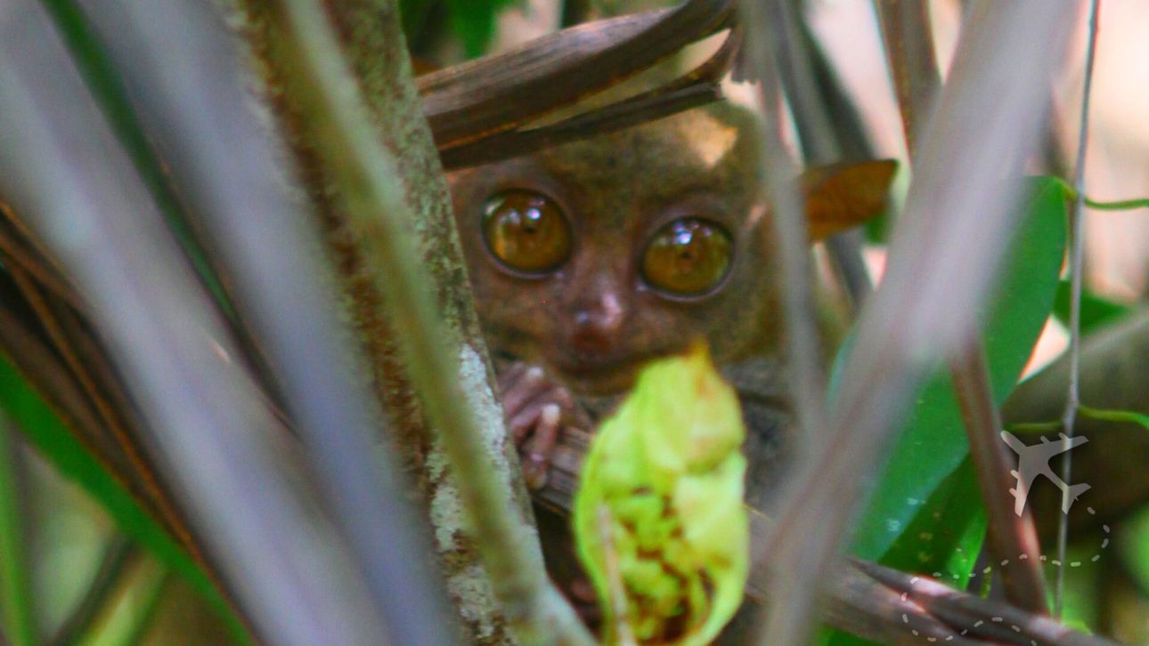 Meet the Tarsier: An Intimate Encounter with Bohol's Mascot