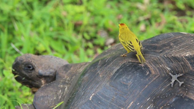 Galapagos Tortoises: From Flourishing Species to Threatened Icon
