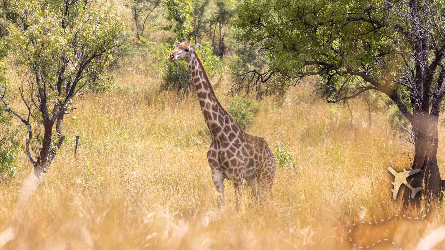 Pilanesberg National Park is an incredible way to see the Big Five