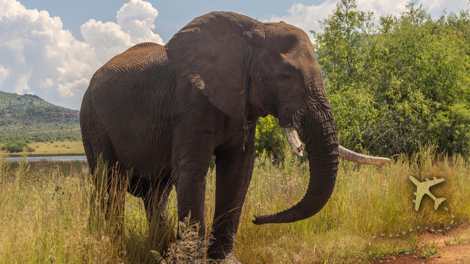 Pilanesberg National Park is an incredible way to see the Big Five